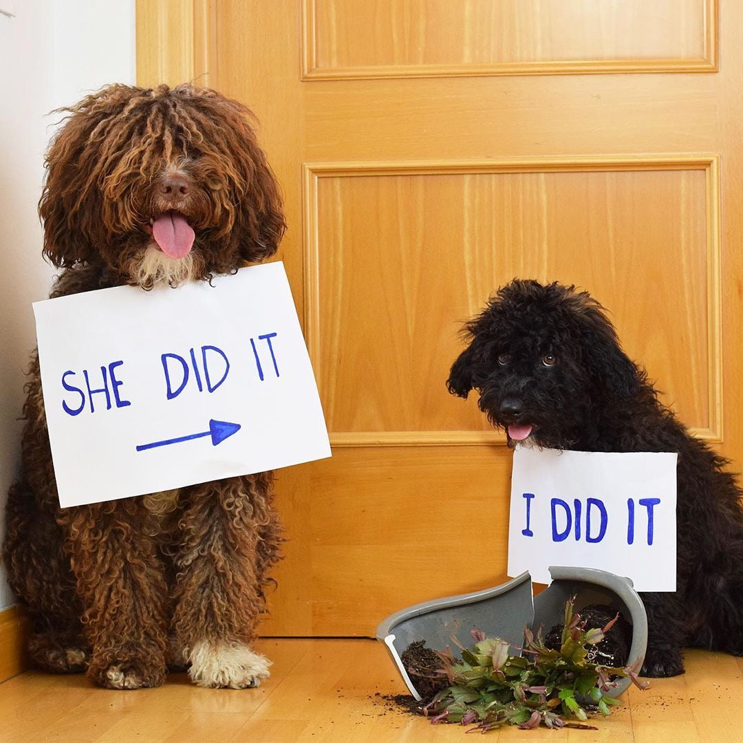 Finley's Annual Naughty or Nice List 2019